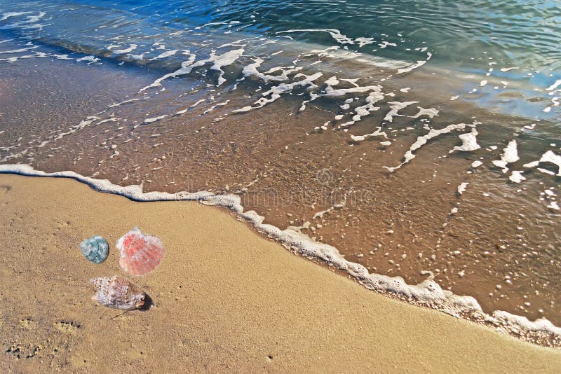 Shells and shore stock image. Image of calm, destination - 38040009