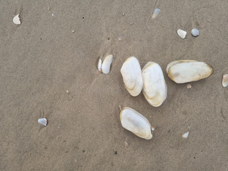 Shells on the Shore of the Sandy Beach Stock Photo - Image of serene ...
