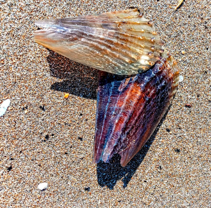 Shells upon the Shore at Tiger Shores Stock Image - Image of underwater ...