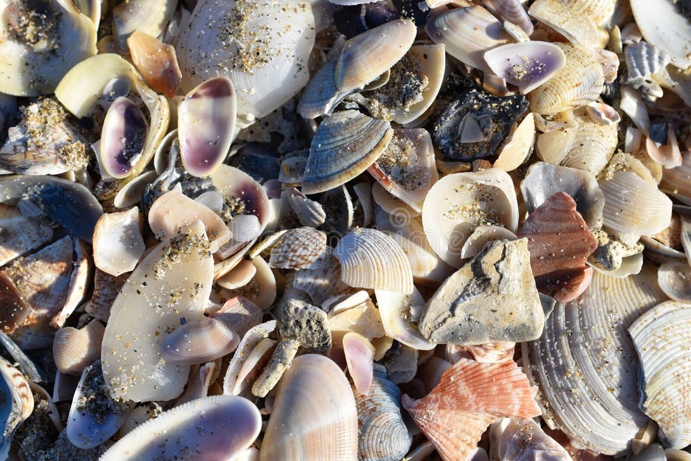 Shells on the shoreline stock photo. Image of adriatic - 174115212