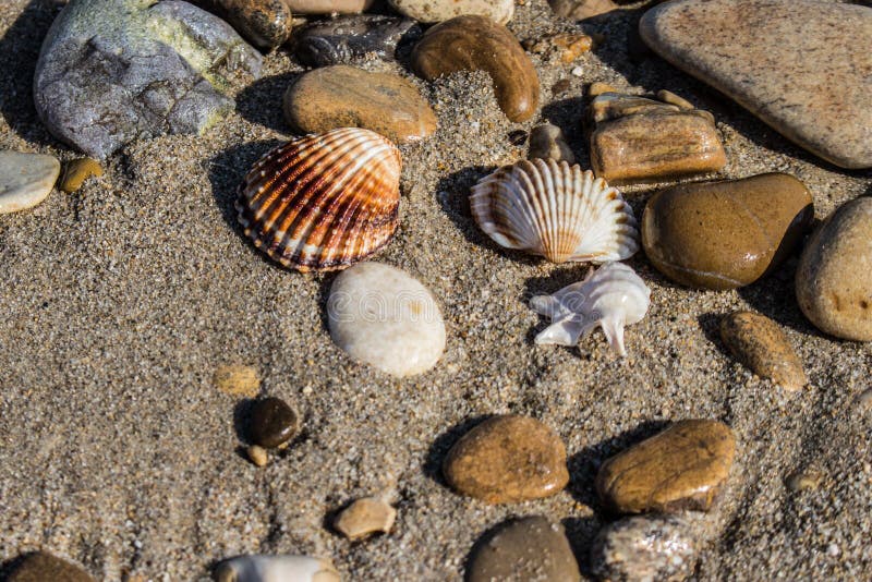Shells on the shoreline stock photo. Image of shelling - 196160598