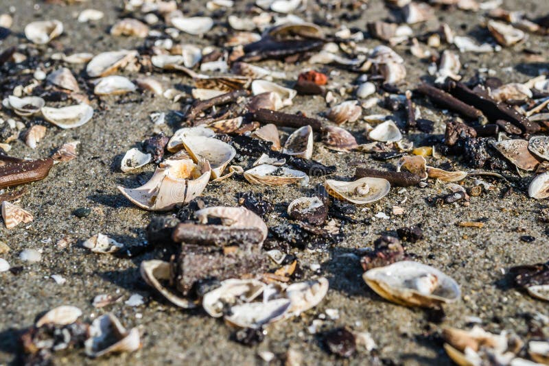 Shells on the Shores of the Danube River. Stock Image - Image of detail ...