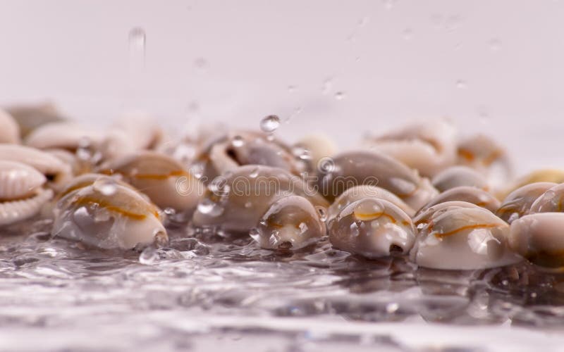 Shells Showered by Rain stock photo. Image of beauty - 17459608