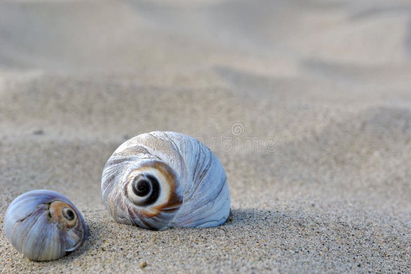 Shells on the side stock photo. Image of water, tide, snail - 3546164