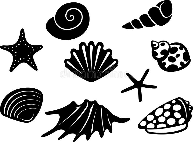 Cone Shells Stock Illustrations – 196 Cone Shells Stock Illustrations ...