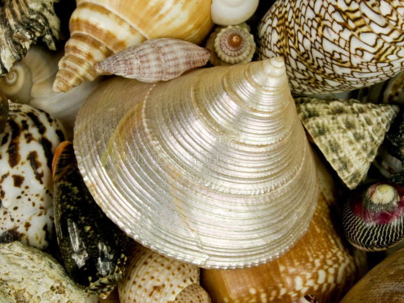 Shells of snails stock photo. Image of summer, shape, conch - 4322220