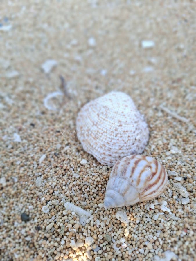 Shells and Snails on the Beach Stock Photo - Image of snails, beach ...