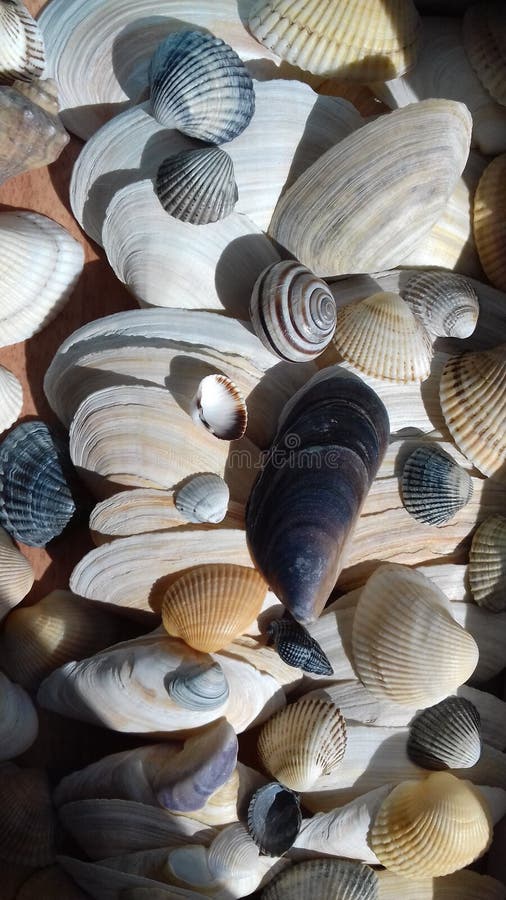 Shells, snails stock image. Image of seashore, gathered - 119325297