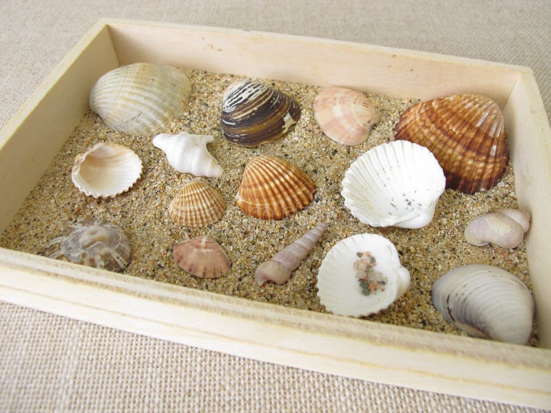 Shells, Snails and Sand from the Beach in a Wooden Box Stock Image ...