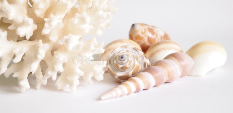 Coral and shells stock photo. Image of corals, coral - 35281070