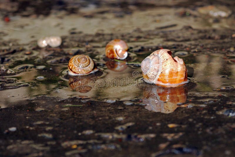 Shells in the spring rain stock image. Image of rain - 29096365