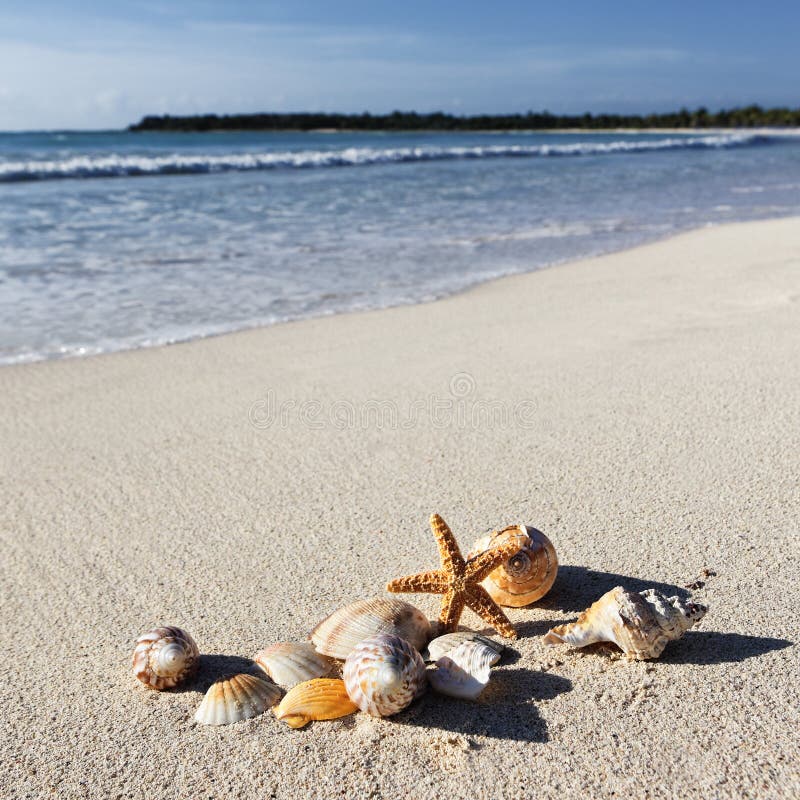 Shells square stock image. Image of outside, sand, close - 22866325
