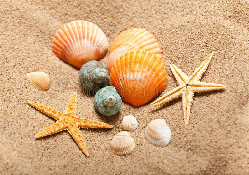 Shells and starfish stock photo. Image of relaxation - 17894024