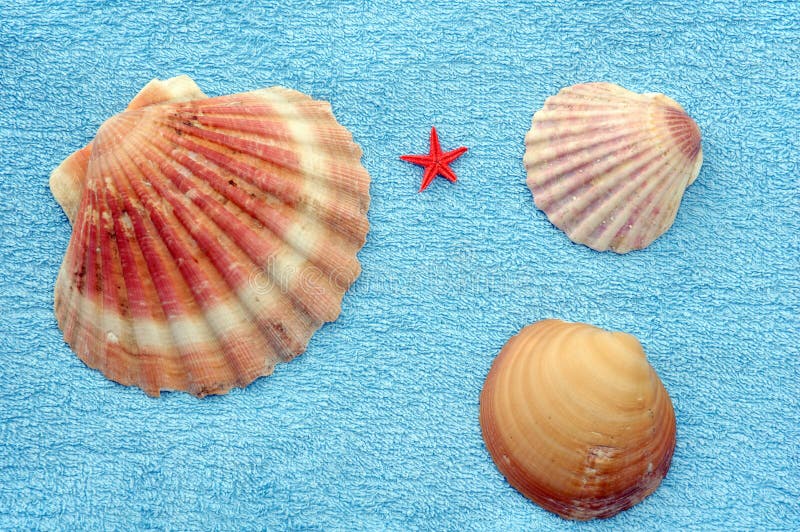 Shells and starfish stock image. Image of coastal, summer - 2070229