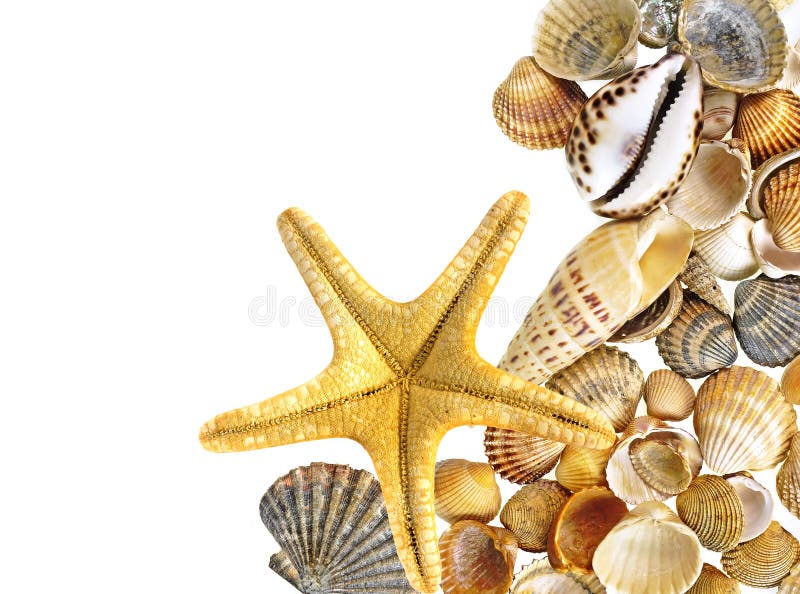 Shells and starfish stock photo. Image of closeup, shells - 57298770