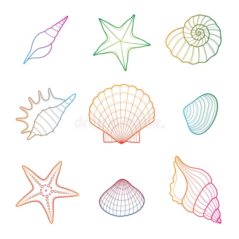 Shells and starfish stock illustration. Illustration of shell - 79230976