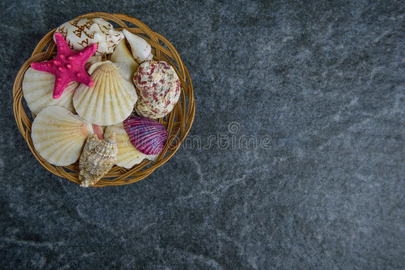 114 Flotsam Starfish Stock Photos - Free & Royalty-Free Stock Photos ...