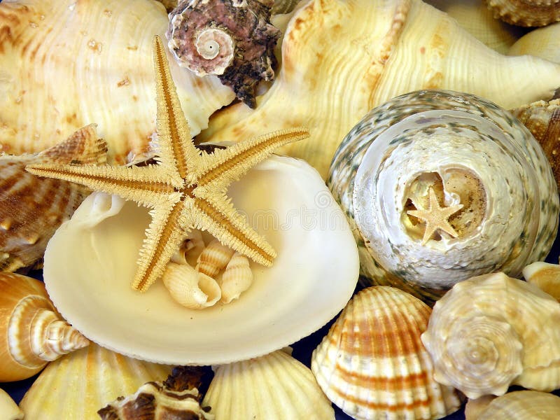 Shells and stars stock photo. Image of diving, decor - 14701602