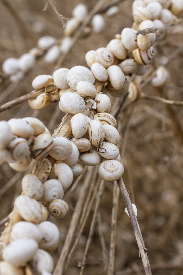 Shells on stick stock photo. Image of colony, stick, dough - 34381590