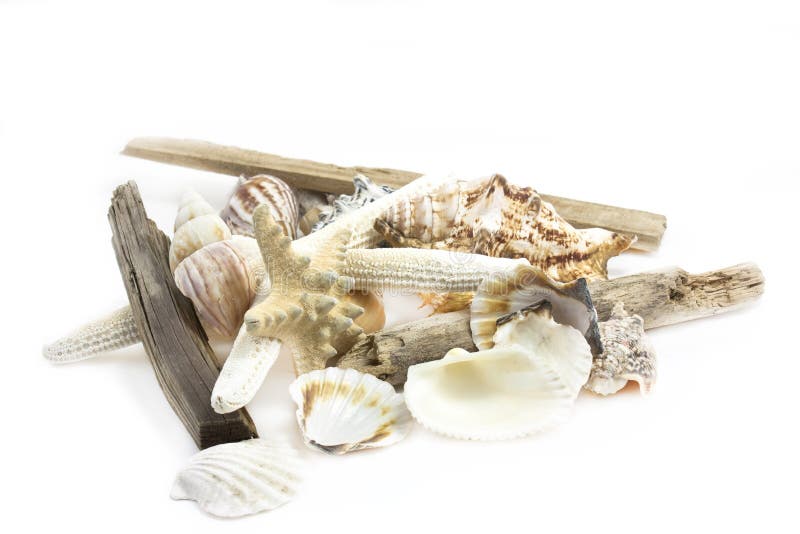 Shells - sea still life stock photo. Image of composition - 5184040
