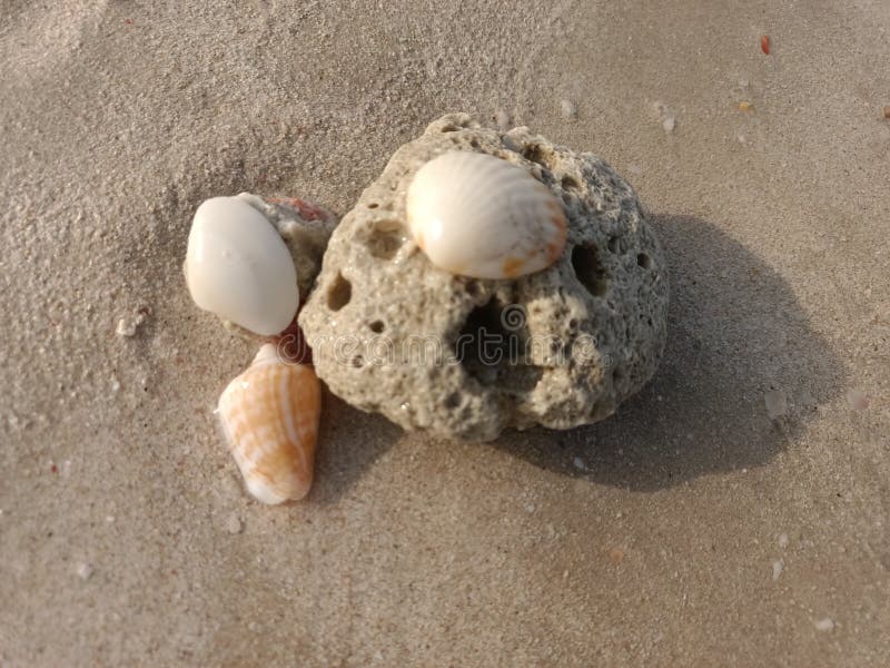 Shells and Stone in the Beach Side Ajman UAE Stock Photo - Image of ...