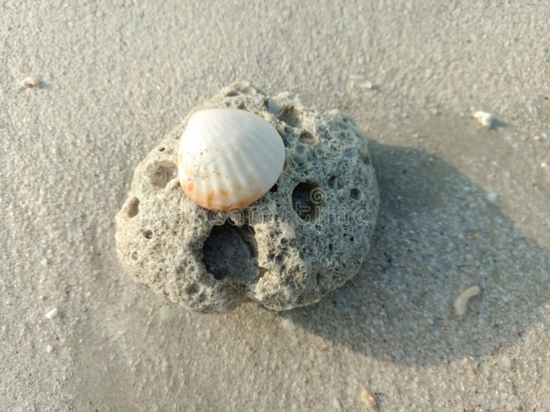 Shells and Stone in the Beach Side Ajman UAE Stock Image - Image of ...