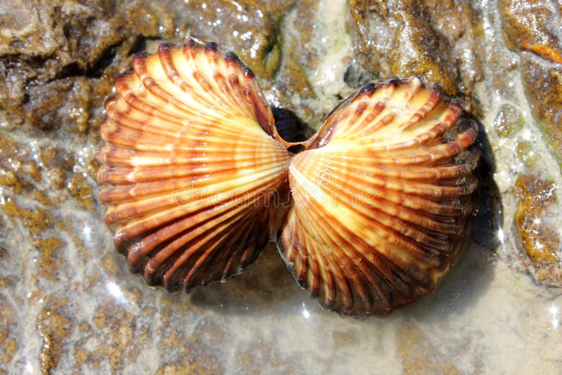 Shells on stone - brown stock image. Image of vocation - 74297083
