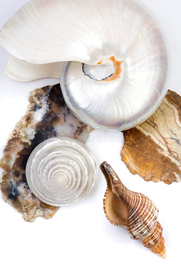 Shells and stones stock image. Image of hard, macro, quartz - 10632177