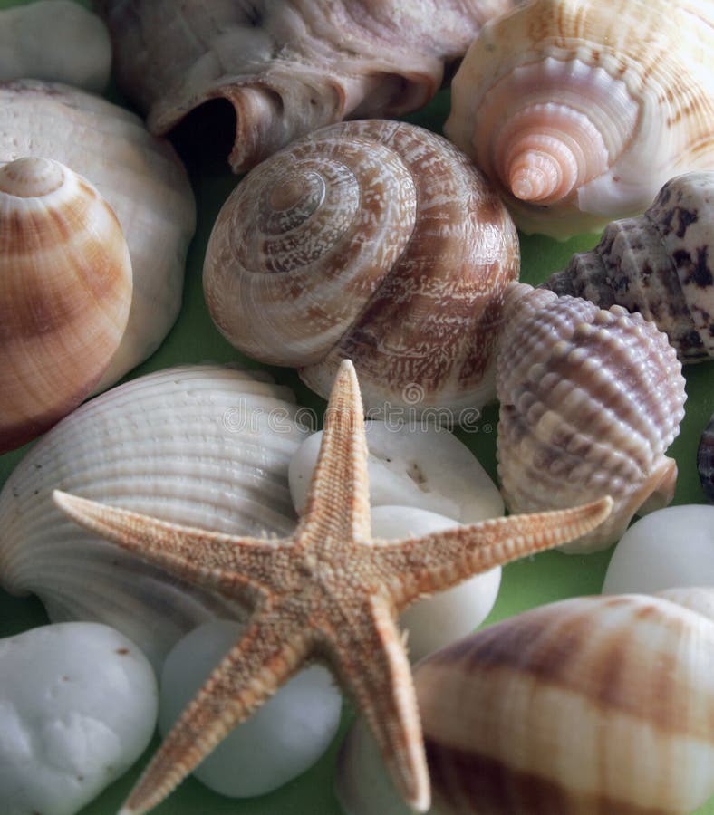 Shells - sea still life stock photo. Image of composition - 5184040