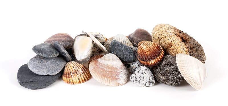 Shells and stones stock photo. Image of shellfish, decoration - 9230370