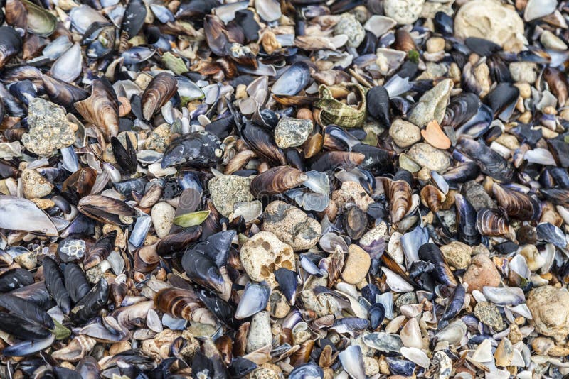 Shells and Stones on the Beach Stock Photo - Image of group ...