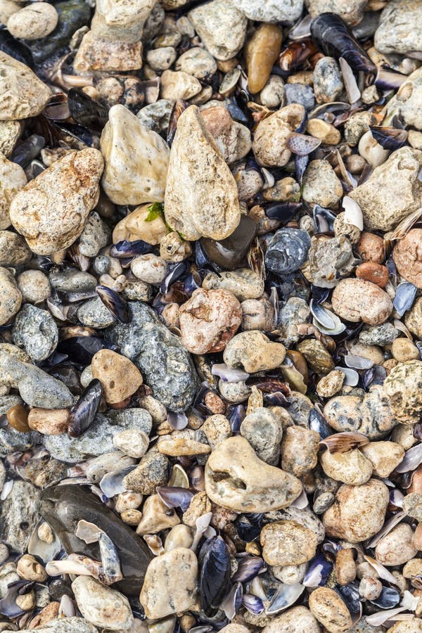 Shells and Stones on the Beach Stock Image - Image of ocean, coast ...