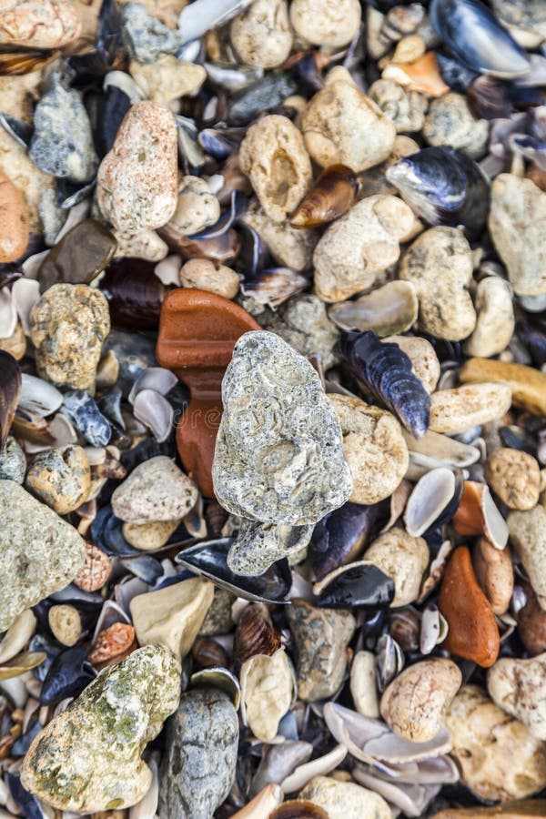 Shells and Stones on the Beach Stock Photo - Image of macro, shell ...
