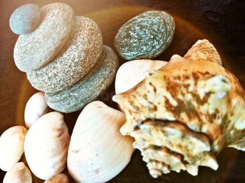 Shells and stones stock image. Image of river, stones - 89884819