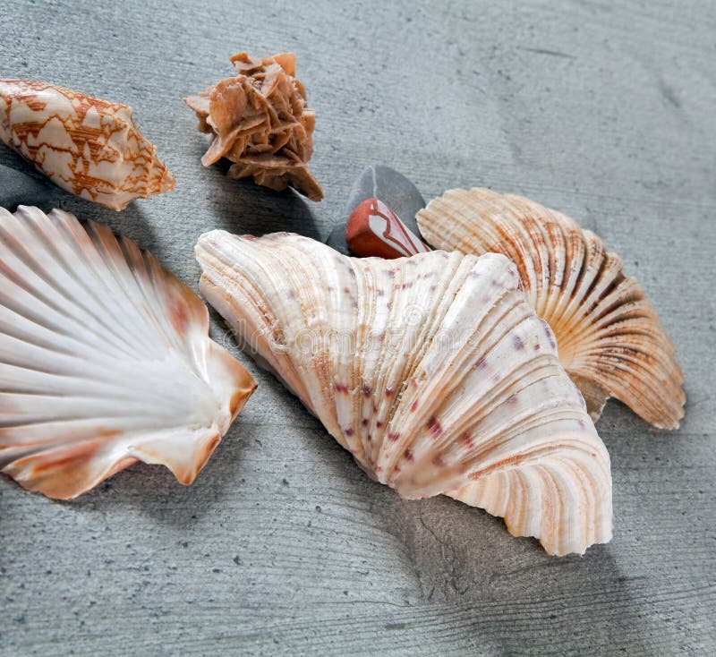 Shells, Stones and Desert Rose Stock Photo - Image of group, conceptual ...