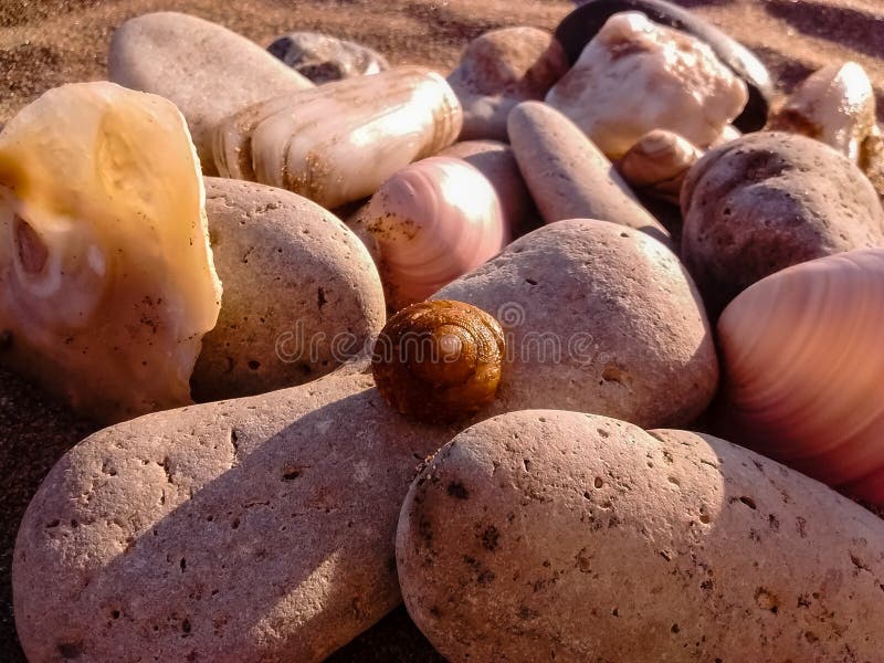 Shells and stones stock image. Image of beach, stones - 125941205