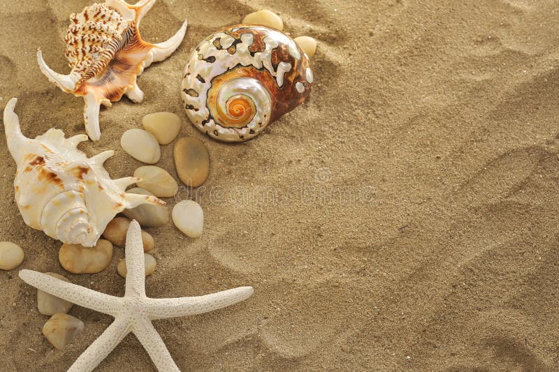 Shells and stones on sand stock photo. Image of mammal - 17143912