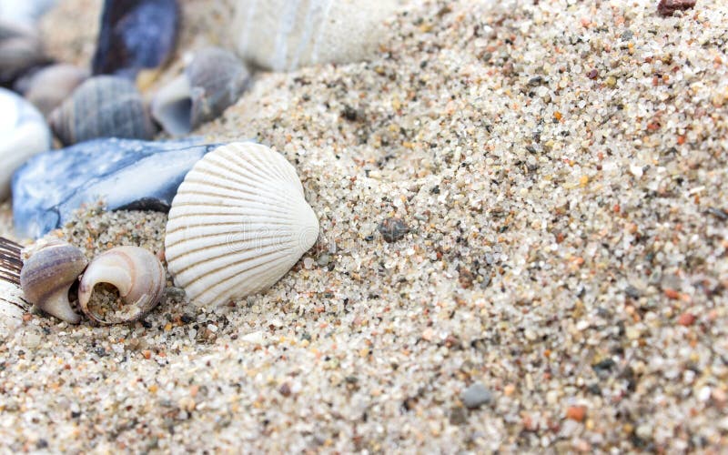 Stones and shells stock photo. Image of sand, shells - 57241680
