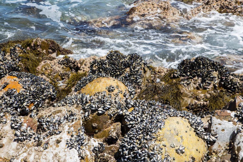 Dry Oysters Stuck in Clay and Sand Stock Photo - Image of shell, nature ...