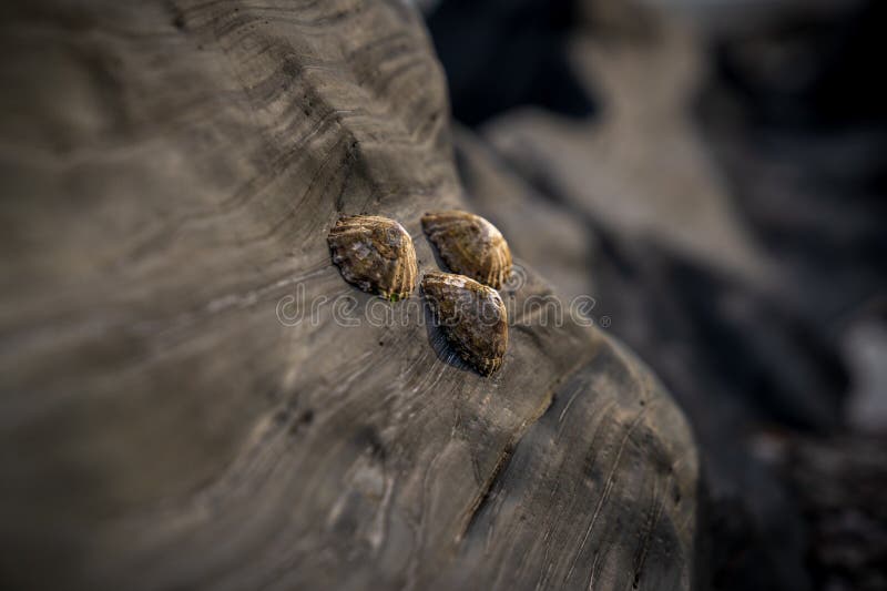 Shells stuck to a stone stock photo. Image of organic - 312091902