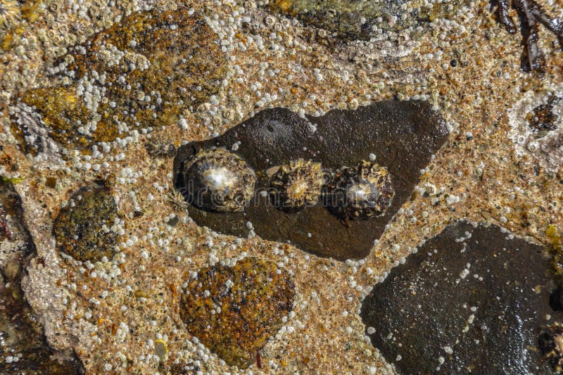 Shells Stuck To Stones, Top View Stock Photo - Image of natural, stuck ...