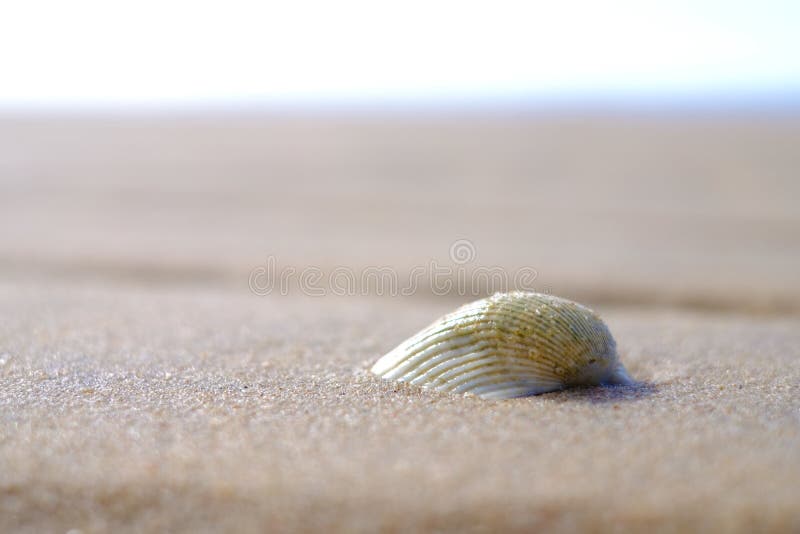 Shells in the Sun on the Beach Sand. Stock Photo - Image of holiday ...