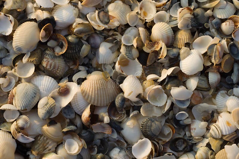 Shells at sunrise stock photo. Image of sunrise, mollusks - 13456564