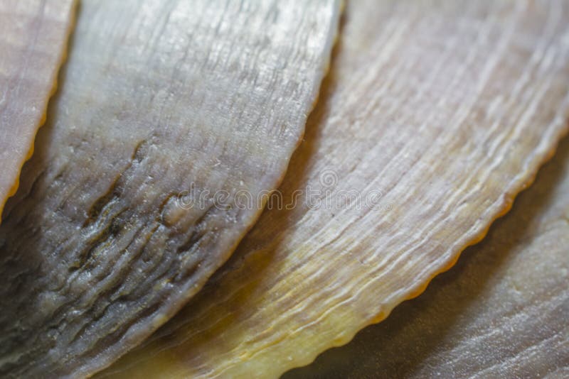 Shells on the table stock image. Image of macro, closeup - 170038067