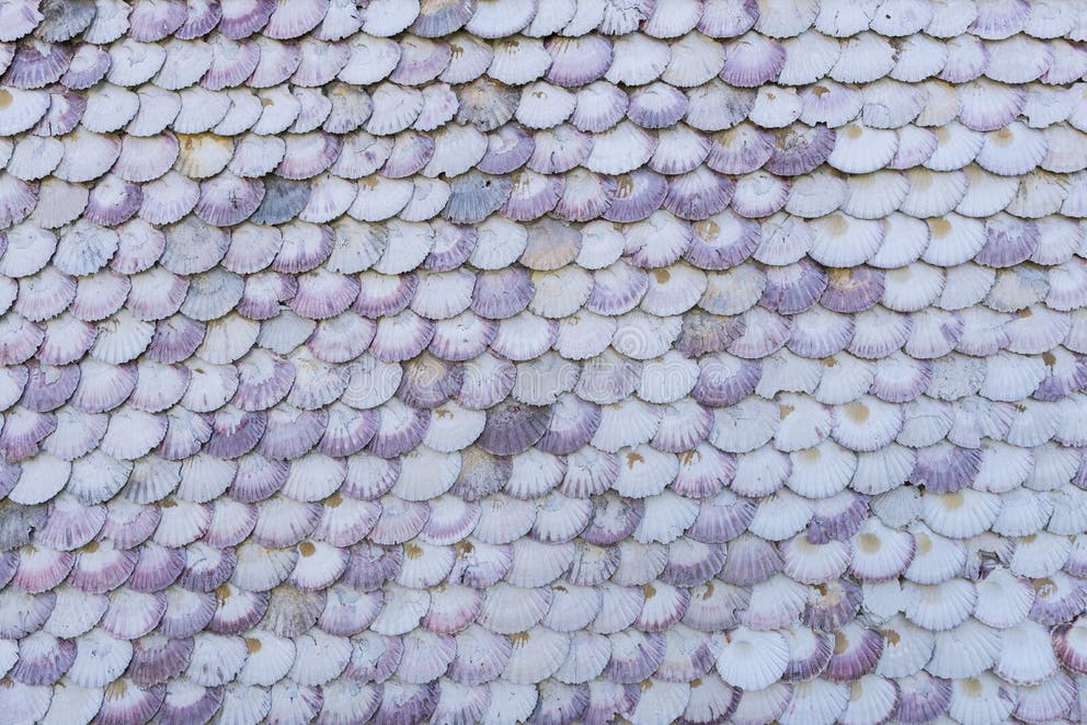 Shells texture. stock photo. Image of seafood, resources - 59695076