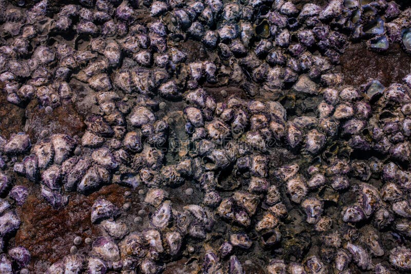 Shells texture closeup stock photo. Image of nature, multi - 64931608