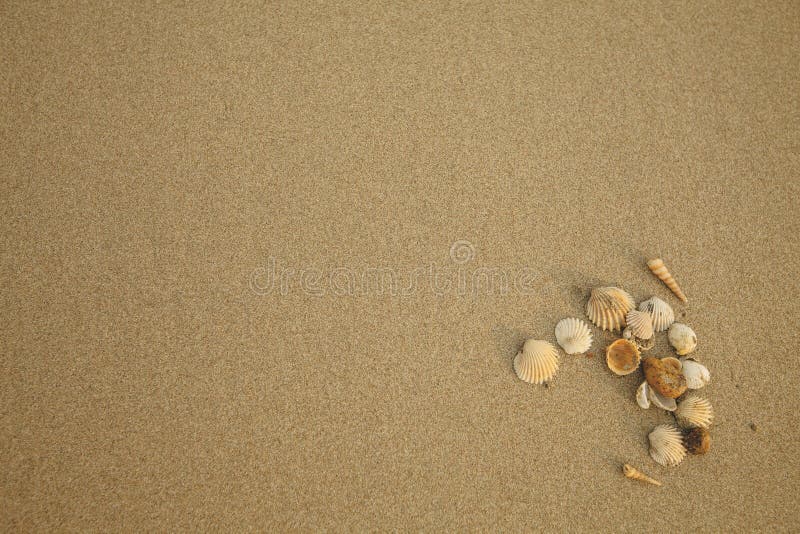 Shells on the Texture of Sea Beach Sand. Background for Writing. Stock ...