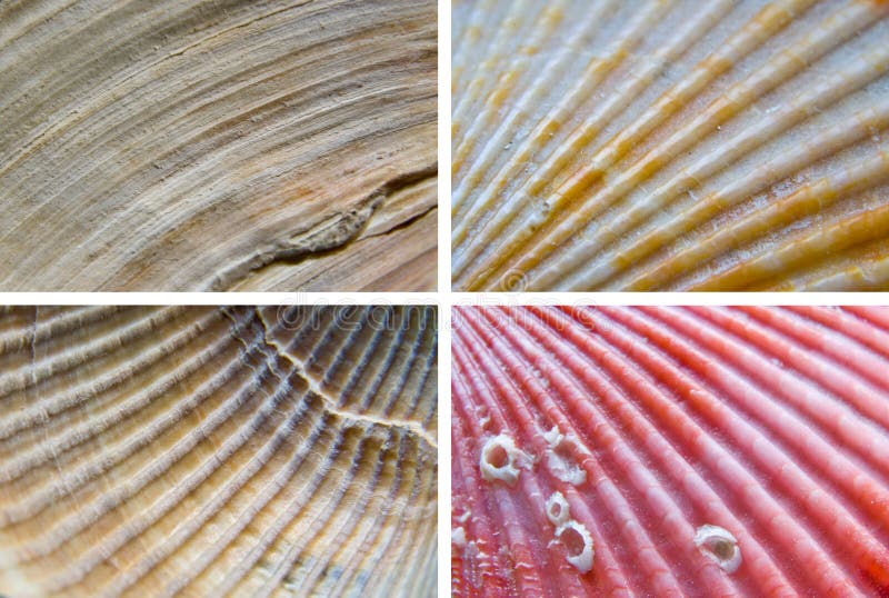 Group of diatoms stock image. Image of microstructures - 12438533