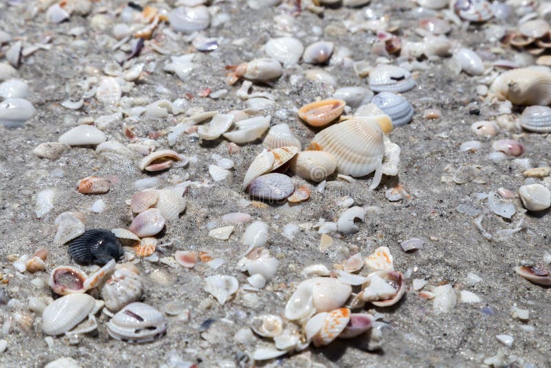 Shells stock image. Image of sand, shells, bunch, zabphotographie ...