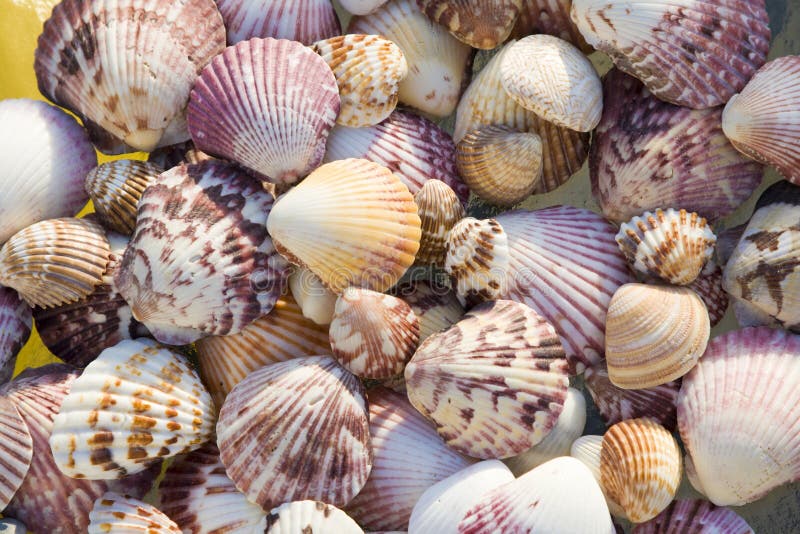 Section of nautilus shell stock image. Image of section - 17101257